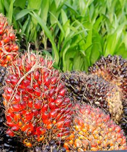 4 Acids That are Great for Your Hair | NaturallyCurly